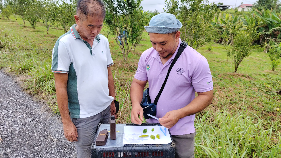Penyakit 'Greening Disease' Limau - Laman Web Rasmi Jabatan Pertanian ...