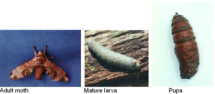 ARC : Hawk moth infestation on durian - Department Of Agriculture ...