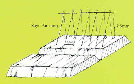 Four Angle Bean - Department Of Agriculture Sarawak Official Website