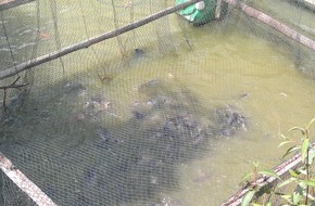 1AZAM PROJEK BERJAYA SRI AMAN - Department Of Agriculture Sarawak ...