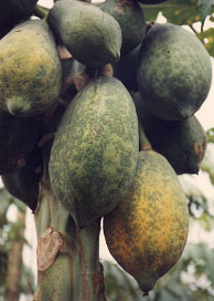 ARC : Papaya Diseases and Disorders - Department Of Agriculture Sarawak ...
