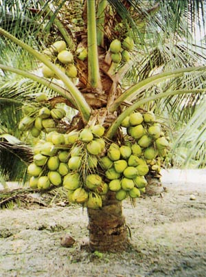 Coconut - Department Of Agriculture Sarawak Official Website