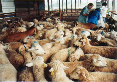 Sheep Rearing - Department Of Agriculture Sarawak Official Website