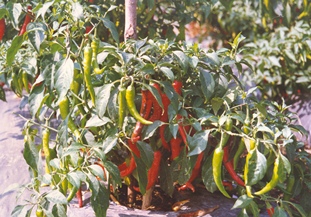 ARC: Chilli Cultivation - Department Of Agriculture Sarawak Official ...