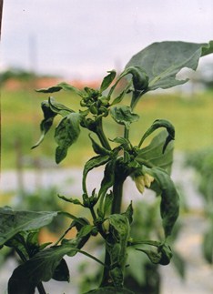 ARC: Chilli Cultivation - Department Of Agriculture Sarawak Official ...