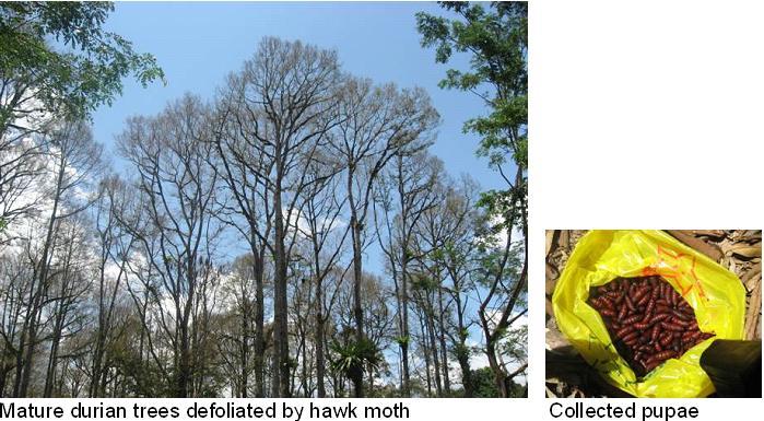 ARC : Hawk moth infestation on durian - Department Of Agriculture ...