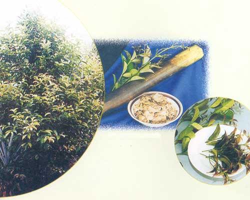 Bungkang - Department Of Agriculture Sarawak Official Website