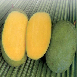 Mango - Department Of Agriculture Sarawak Official Website