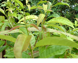 AGRICULTURE RESEARCH CENTRE : PROGRAMMES - Department Of Agriculture ...